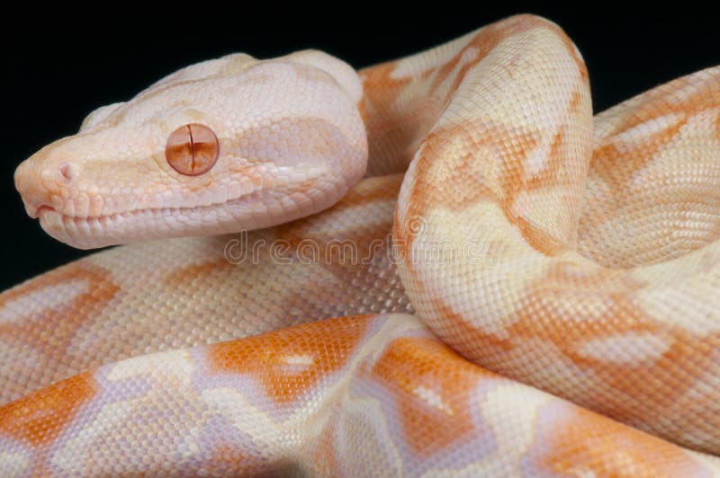 Serpente/boa Constrictor Dell'albino Immagine Stock - Immagine di ...