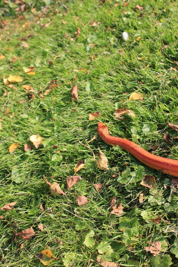 Serpente De Albino Snake/grama - Ringelnatter Imagem de Stock - Imagem ...