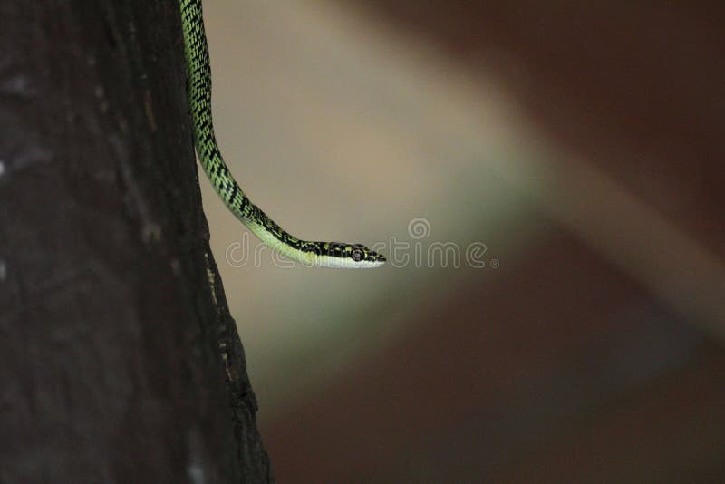 Serpente Volante Con Una Coda Lunga Nel Colore Della Bandiera Delle ...