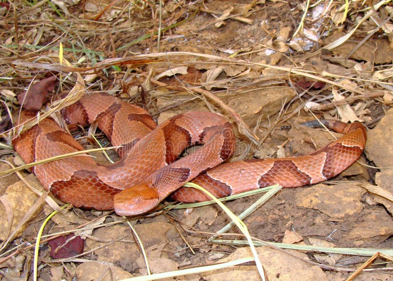 Serpente Del Osage Copperhead, Contortrix Del Agkistrodon Immagine ...