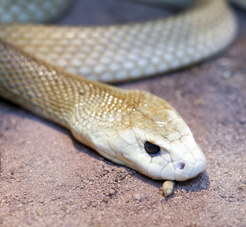 Serpente del Taipan fotografia stock. Immagine di serpente - 54315578