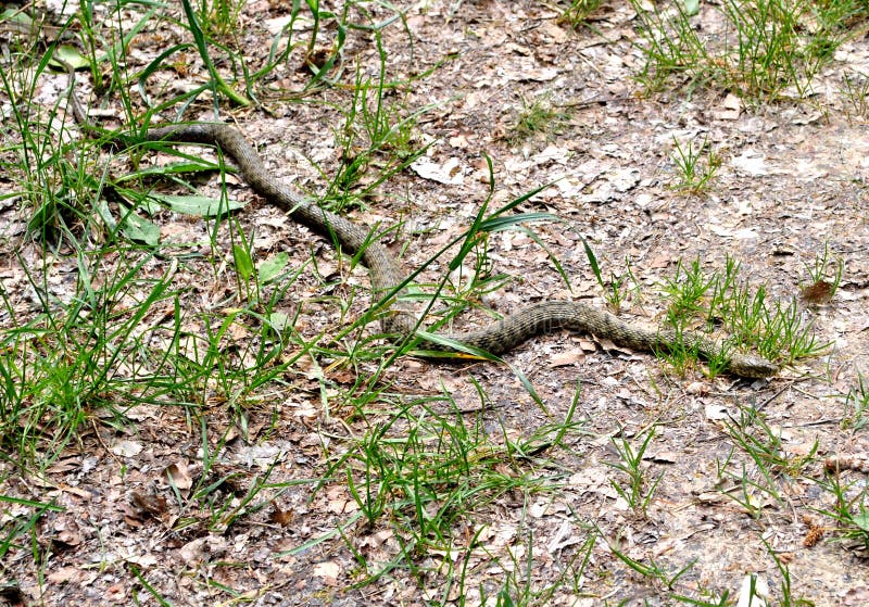 Serpente della vipera fotografia stock. Immagine di luminoso - 14439640