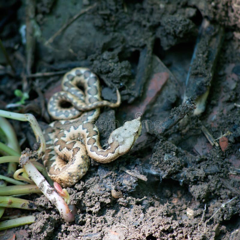 Serpente Della Vipera Che Striscia Nella Foresta Immagine Stock ...