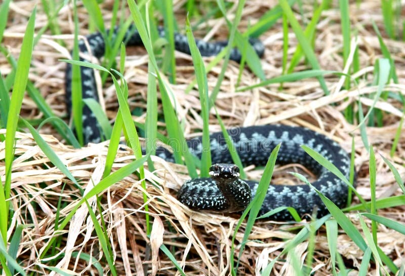 Serpente della vipera. fotografia stock. Immagine di erpetologia - 19829380
