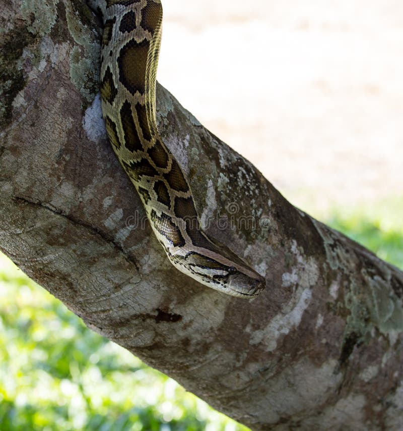 Serpente Do Constrictor De Boa Foto de Stock - Imagem de fauna, escuro ...
