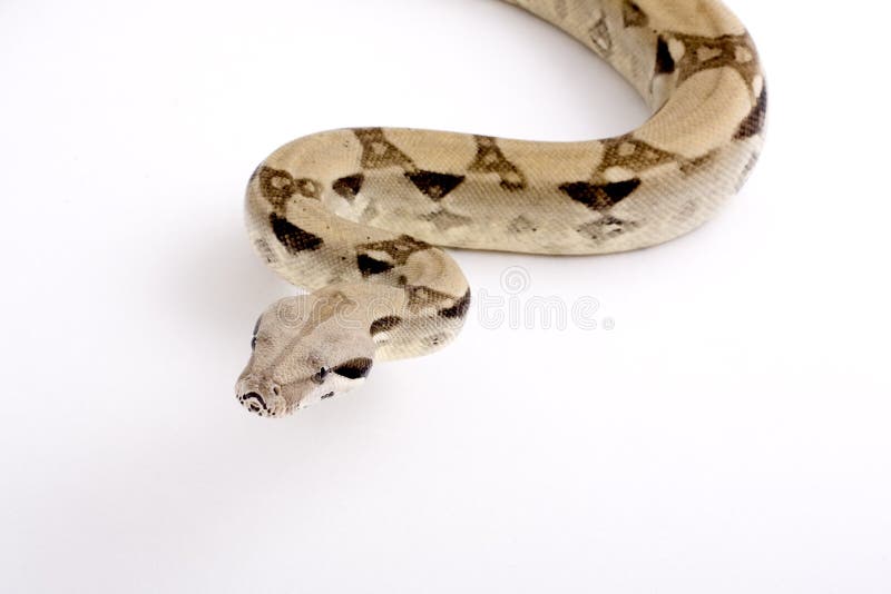 Serpente Do Constrictor De Boa Imagem de Stock - Imagem de animal ...