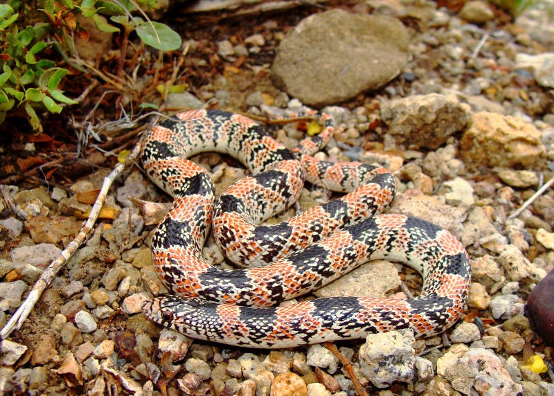 Serpente Long-nosed De Texas, Lecontei De Rhinocheilus Imagem de Stock ...