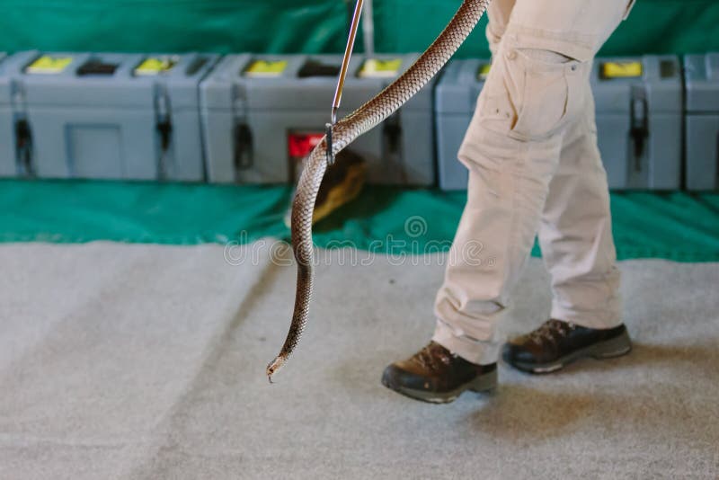 Serpente Marrone Orientale a Una Mostra Di Serpenti Fotografia Stock ...