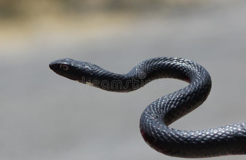 Serpente nero del whiptail immagine stock. Immagine di dichiari - 54809603