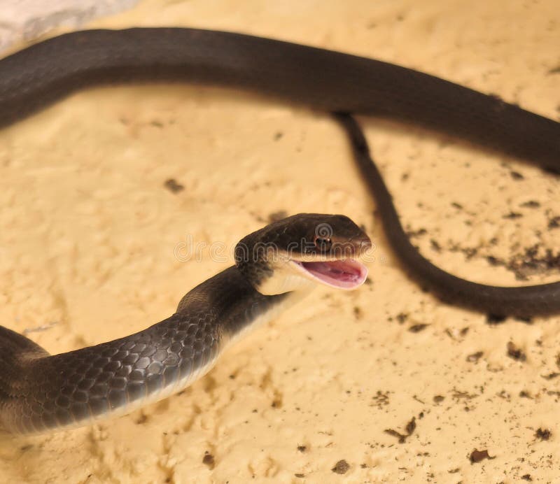 23,888 Cobra Preta Fotos - Fotos de Stock Gratuitas e Fotos Royalty ...