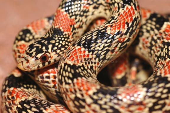 Serpente a Punta Lunga Dell'Arizona Fotografia Stock - Immagine di ...