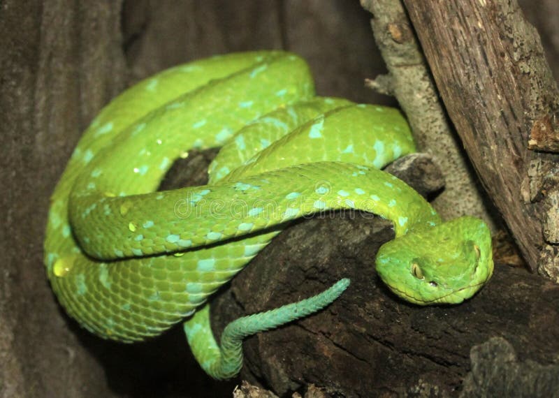 Serpente Verde Della Vipera Dell'albero Fotografia Stock - Immagine di ...