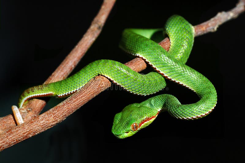 SERPENTE VERDE imagem de stock. Imagem de capa, combativo - 6008319