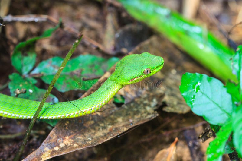 Bornean Keeled La Vipera Di Pozzo Verde (subannulatus) Di Tropidolaemus ...