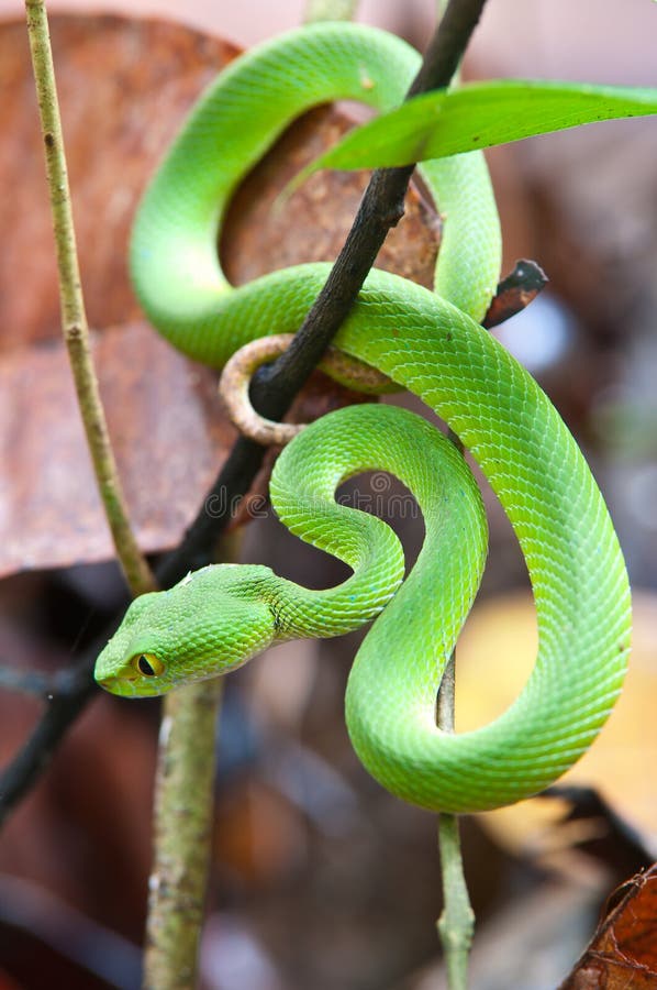 Serpente (vipera Di Pozzo Verde) Fotografia Stock - Immagine di bobine ...