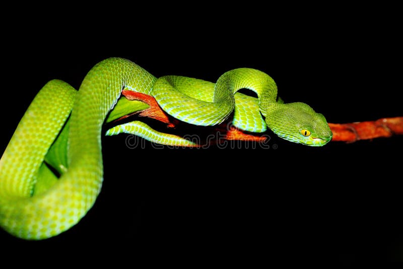 Serpente (vipera Di Pozzo Verde) Fotografia Stock - Immagine di ...