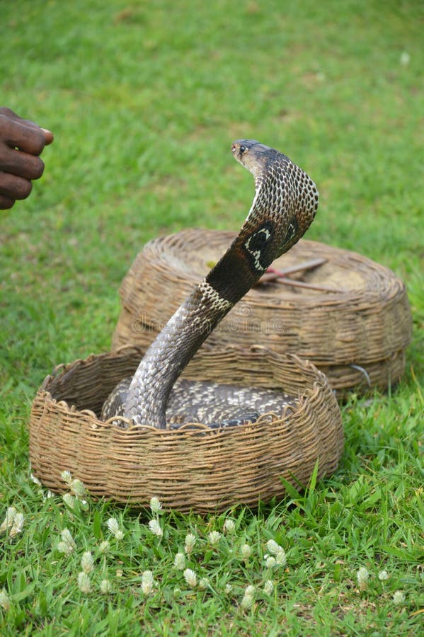 Serpentee encantar foto de archivo. Imagen de levantado - 71542208