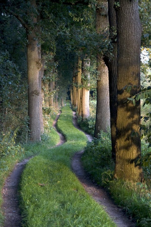 Serpentine Grass Lane in the Forest Stock Photo - Image of bush, avenue ...