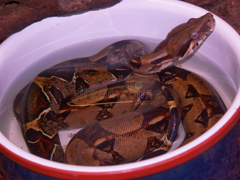 Serpentine Soak a Patterned Python Snake Relaxes in a Water-filled Bowl ...
