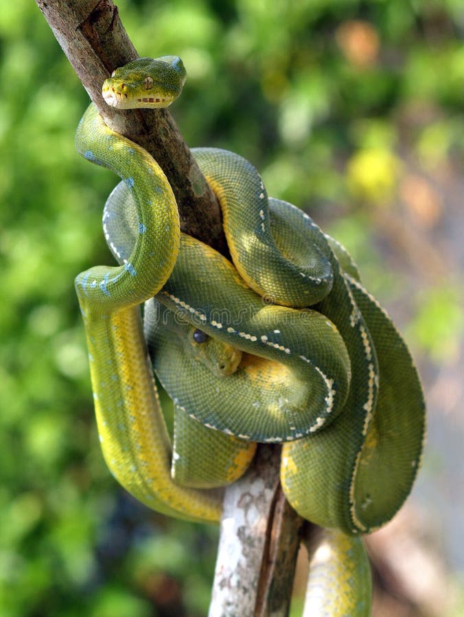 Serpents de accouplement image stock. Image du crocs, sauvage - 1181379