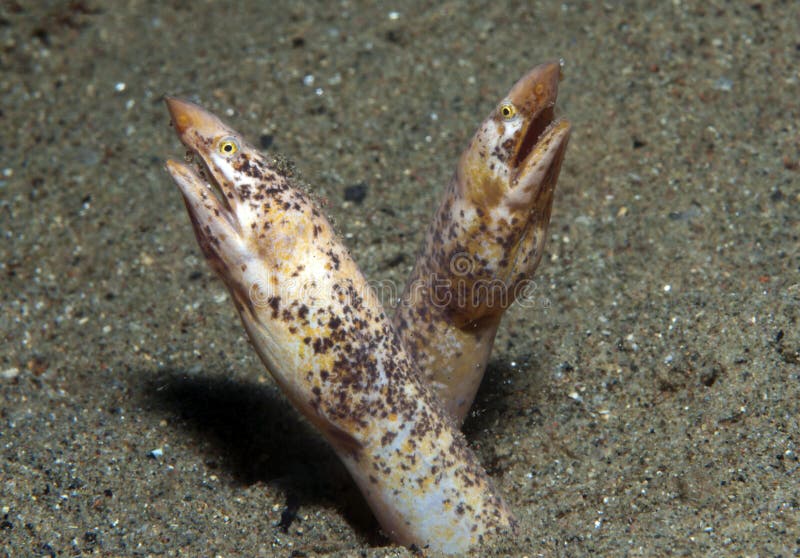 Serpents de mer image stock. Image du bleu, marin, maison - 58859019