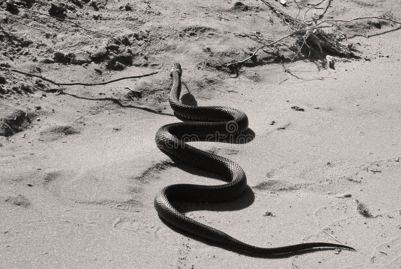 Serpents Ramper Dans Le Sable Photo stock - Image du faune, animal ...