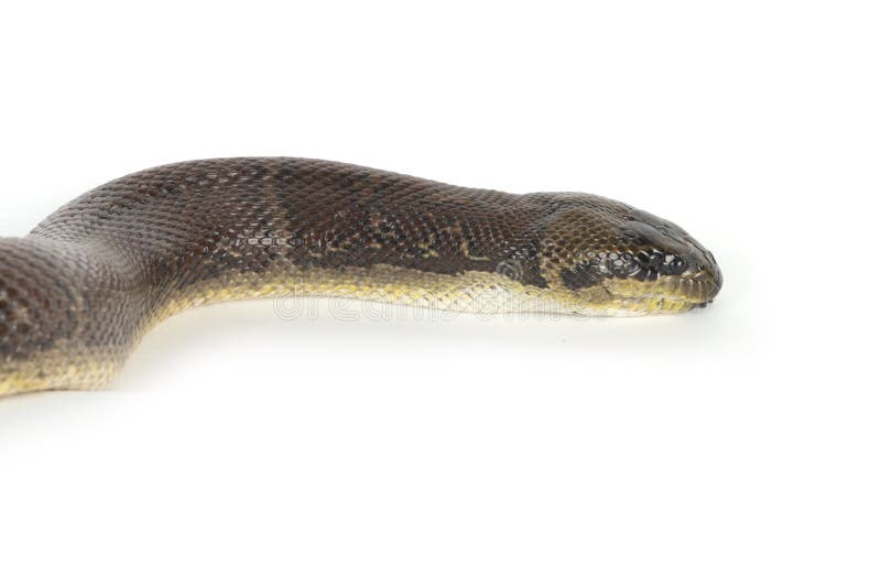 Serpiente Imagen. Imagen: 8436993