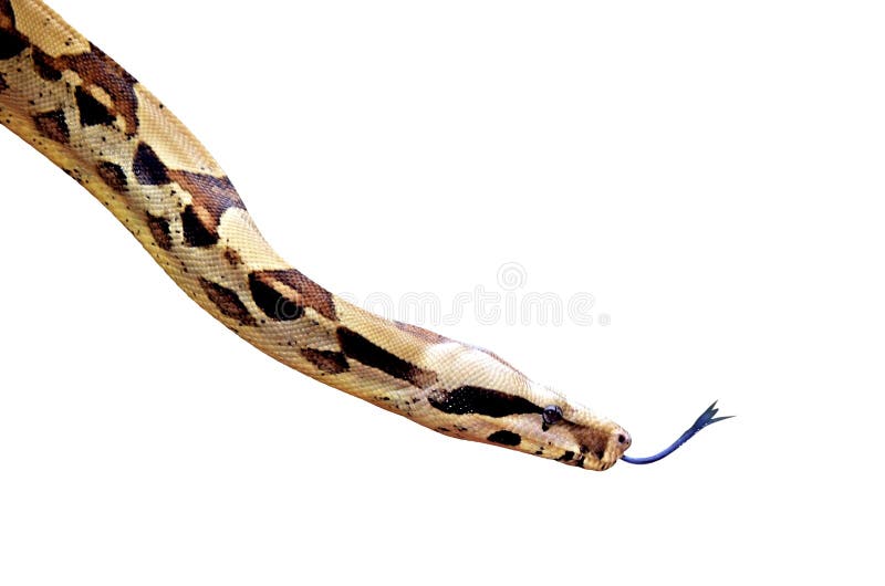 Serpiente Aislada En El Fondo Blanco Imagen de archivo - Imagen de ...