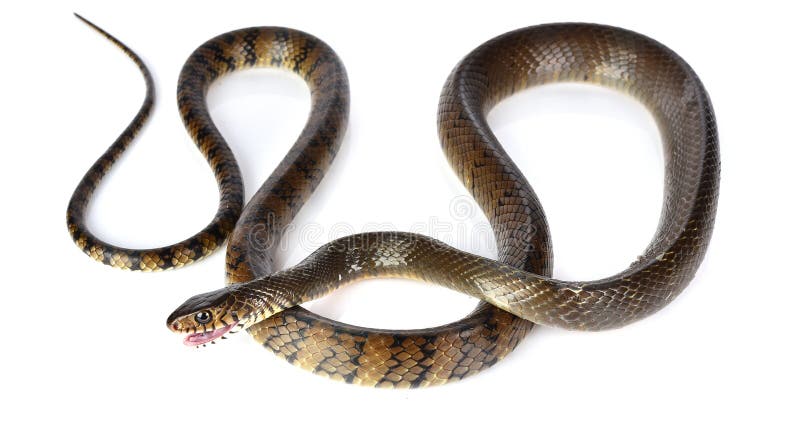 Serpiente Aislada En Fondo Blanco Imagen de archivo - Imagen de escala ...