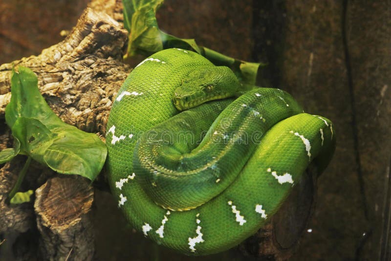 Serpiente Boa Verde Esmeralda En Mirada De Cerca Foto de archivo ...
