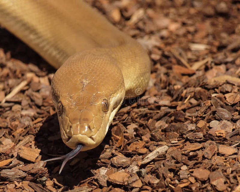 Serpiente De Brown Con La Lengua Bifurcada Foto de archivo - Imagen de ...