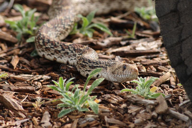 Una Serpiente Toro En El Parque Nacional De Mammoth Springs Montana ...