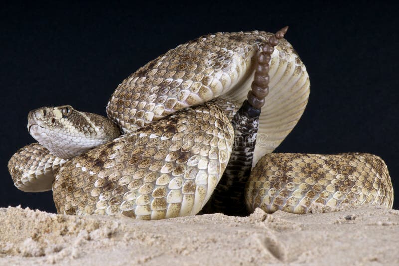 Serpiente De Cascabel Pacífica Meridional (helleri De Los Viridis Del ...