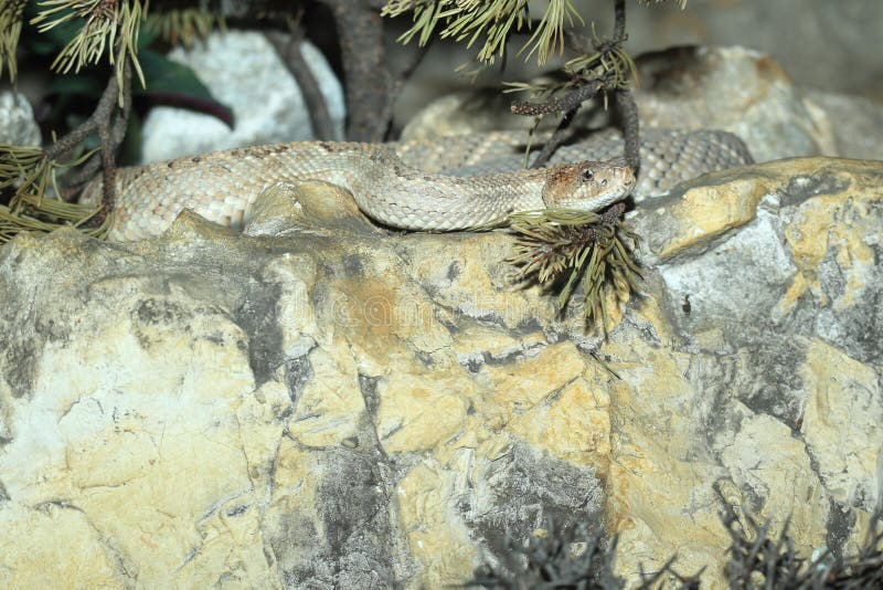 Serpiente De Cascabel De Madera - Serpiente De Cascabel De Cranebrake ...