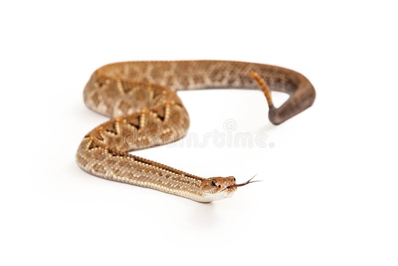 Serpiente De Cascabel De Aruba Con La Lengua Bifurcada Imagen de ...