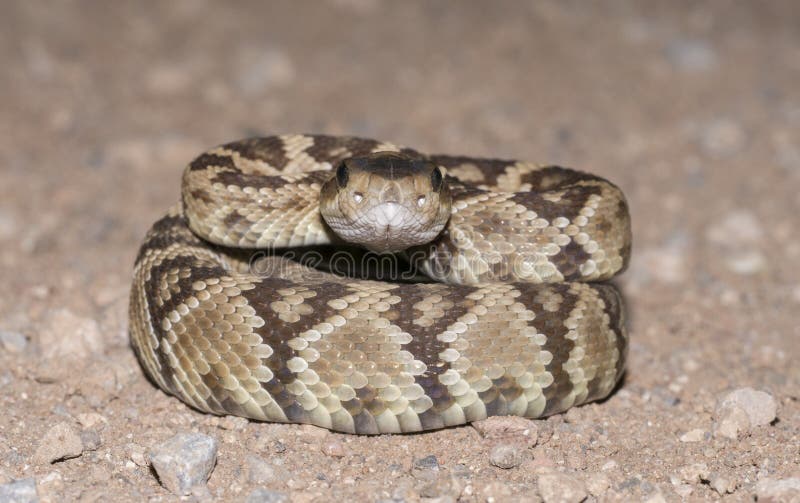 Serpiente De Cascabel De Cola Negra (molossus Del Crotalus) Foto de ...