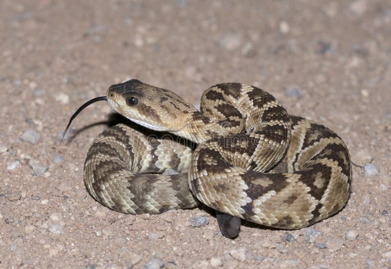 Serpiente De Cascabel De Cola Negra Imagen de archivo - Imagen de ...