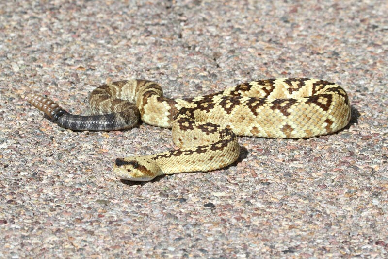 Serpiente De Cascabel De Cola Negra (molossus Del Crotalus) Imagen de ...