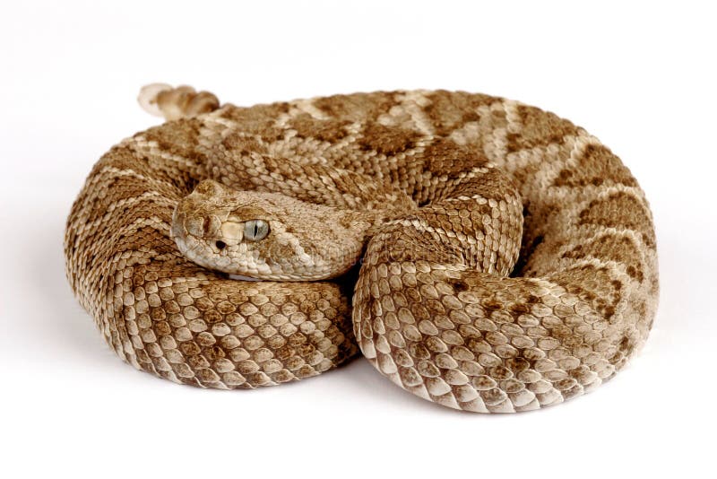 Serpiente De Cascabel De Diamondback Occidental En El Fondo Blanco Foto ...