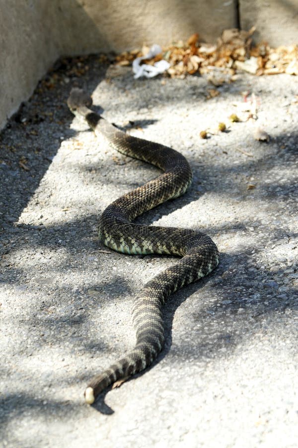 Serpiente De Cascabel Pacífica Meridional (helleri De Los Viridis Del ...