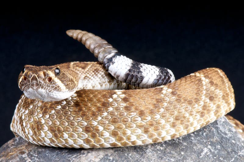 Serpiente de cascabel roja imagen de archivo. Imagen de rattlesnakes ...