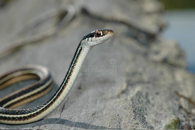 Serpiente De Cinta Occidental Imagen de archivo - Imagen de salvaje ...