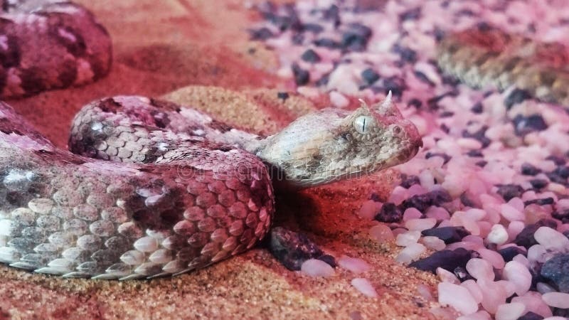 Serpiente de cuernos foto de archivo. Imagen de boca, desierto - 1202912