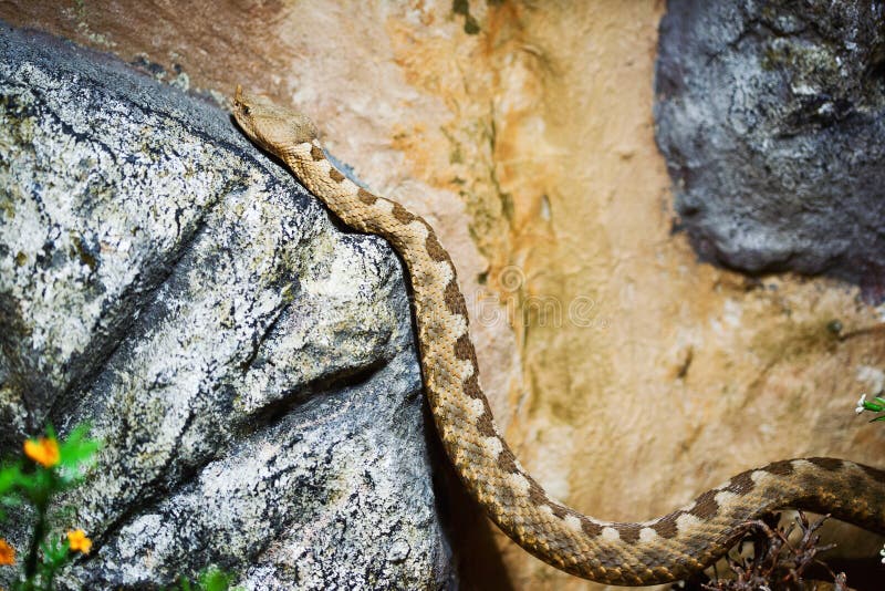 Serpiente de cuernos foto de archivo. Imagen de colmillos - 1202912