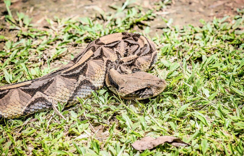 Serpiente De Gaboon Y X28; Bitis Gabonica& X29; En Uganda, África Foto ...