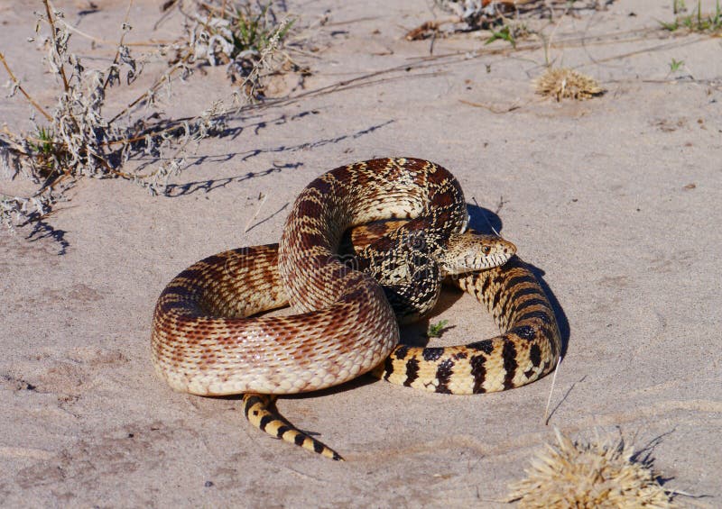 Serpiente Topera (Pituophis Catenifer) Foto de archivo - Imagen de iowa ...