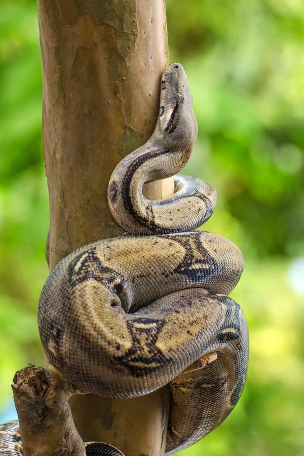 Serpiente de la boa foto de archivo. Imagen de constrictor - 82991232