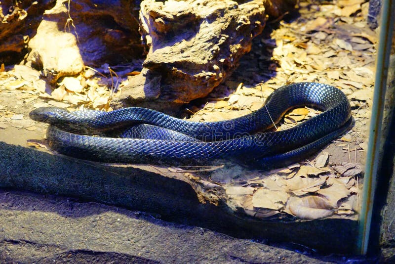 Serpiente de la Florida imagen de archivo. Imagen de cocodrilo - 101476781