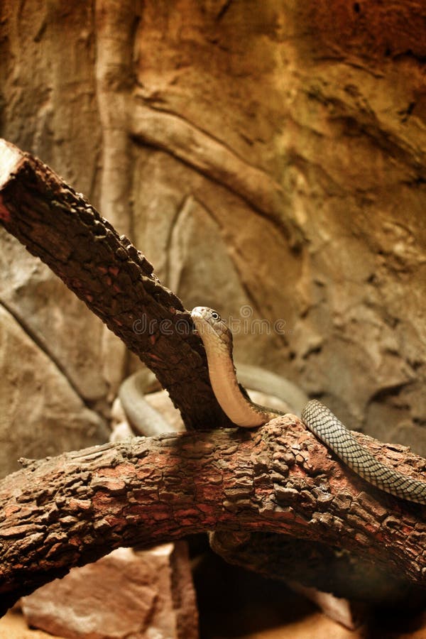 Serpiente De La Mamba Negra Imagen de archivo - Imagen de animales ...