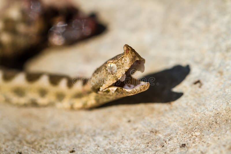 Serpiente De La Víbora De Cuernos Imagen de archivo - Imagen de fobia ...